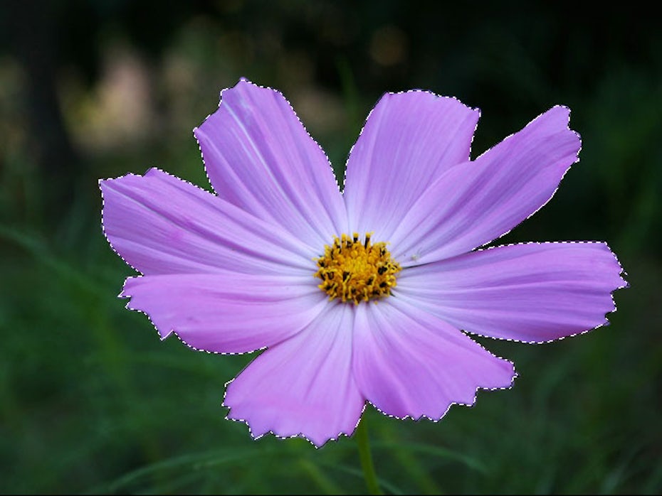 Mastering selections in Photoshop: The Lasso Tool - 99designs